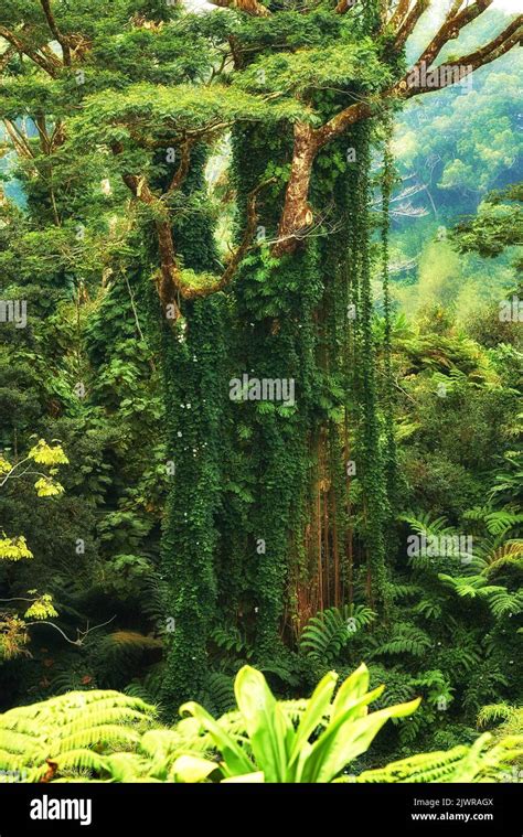 The Tree Token Of A Type Tree Universal Plant In All Types And