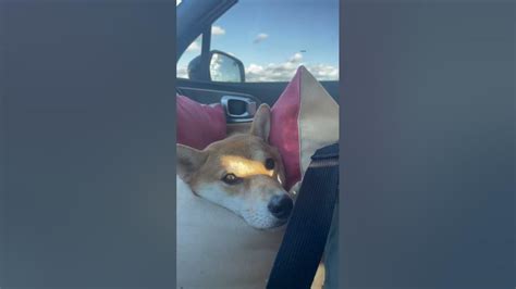 박연 일상 Youtube