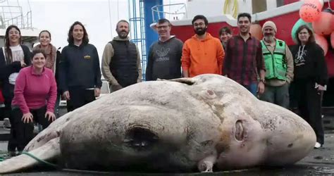 Largest Fish In The World Caught