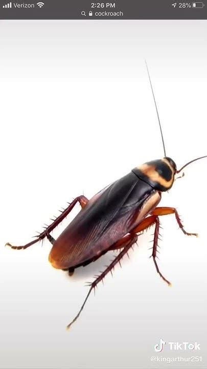 When Youre In Class Can You See A Roach 🤣 Youtube