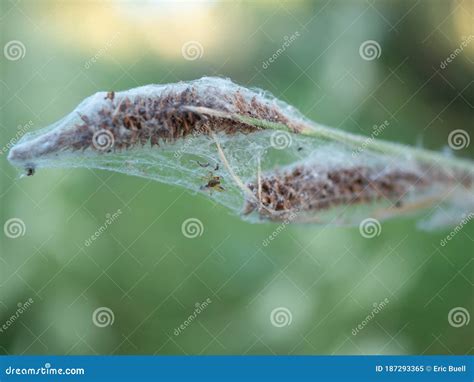 Spider Web Covered Dry Grass In Field Stock Image Image Of Trapped