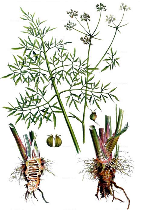 Nuodingoji Nuokana Lot Cicuta Virosa Vaistažolė