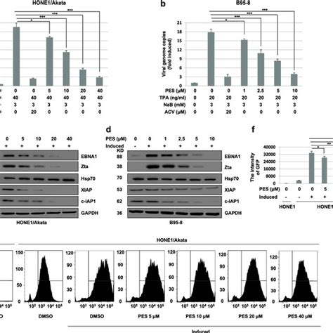 Pes Inhibits Proliferation And Migration Of Ebv Positive Cells A