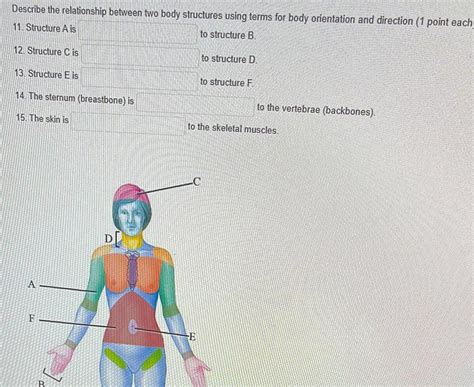 Answered Describe The Relationship Between Two Body Structures Using