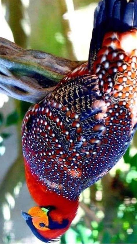 Giovanni Panosundaki Pin Güzel Kuşlar Kuş Resimleri Kuş