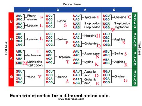 Protein Synthesis Simplified Presentation Cell Biology