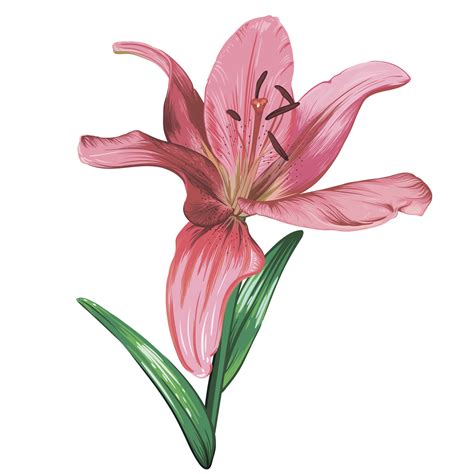 Pink Lily Flower Isolated On White Background Green Leaves Buds Pink