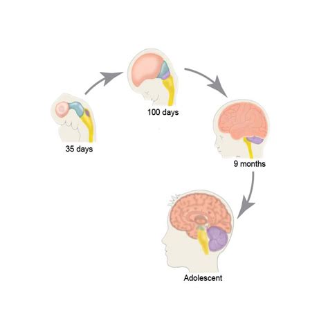 Timeline Of Brain Development