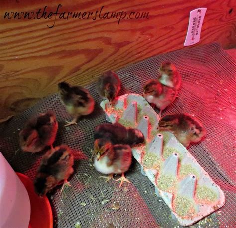 How To Successfully Brood Mail Order Chicks • The Farmers Lamp