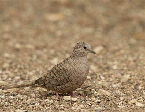 Inca Dove Audubon Field Guide