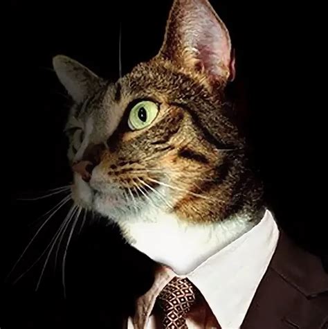Create Meme A Cat In A Suit Cat Cat In A Business Suit Pictures