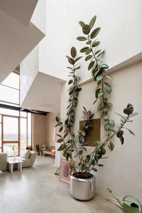 Rubber Plant Large Indoor Plants Indoor Trees Best Indoor Plants
