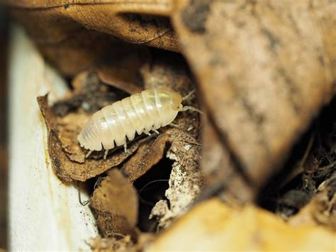 Asseln Als Haustiere Kinder Haustierede