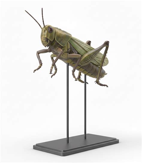 🦗 Realistic Grasshopper 3d Model Anatomically Accurate Entomological