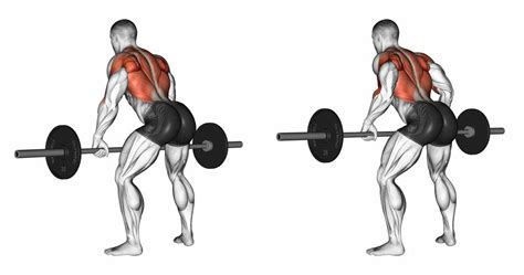 Rows Exercise Muscles