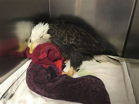Lead Bullets Poisoning Bald Eagles Researchers Say