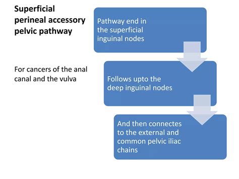 Lymphatics Of The Pelvis Pptx