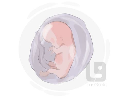 Definition And Meaning Of Conceptus Langeek