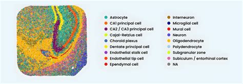 Unlock Spatial Transcriptomic Mapping With Curio Seeker