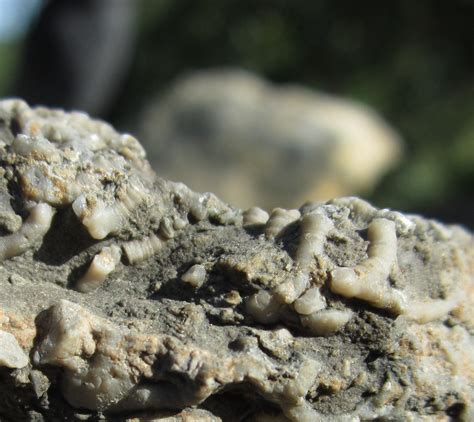 Hexacorallia 2 In 1 Fossil Id The Fossil Forum