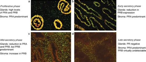 Figure 3 From The Role Of The Endometrium And Embryo In Human Implantation Semantic Scholar