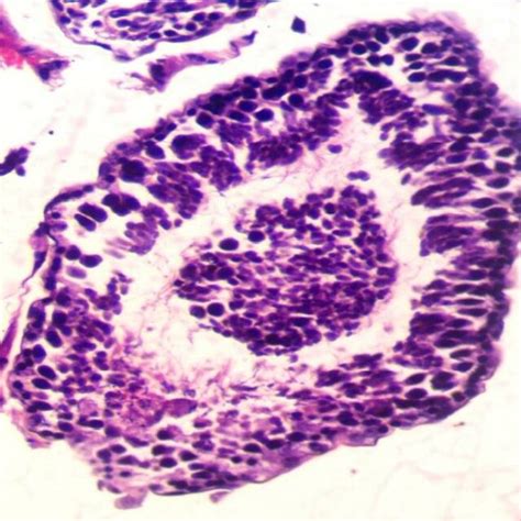 Rat Testis After Tribestan Administration In Combination With Serotonin Download Scientific