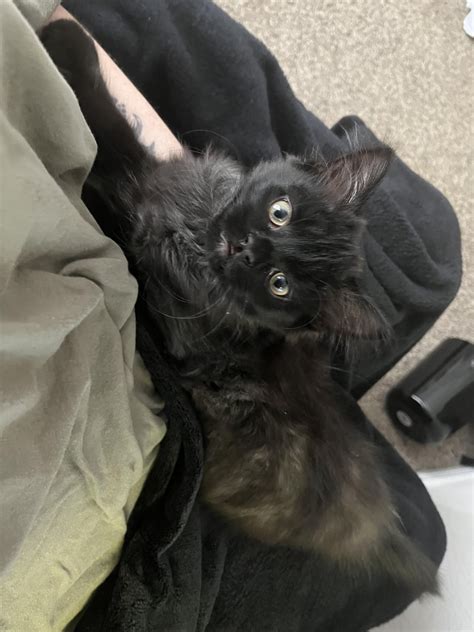 Fever Coat Or Smokey Rblackcats