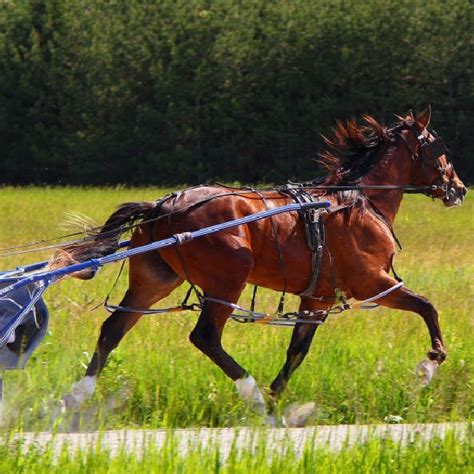 Athy Man Allegedly Told He Would Be Thrown Into The Fing Canal After Encounter With Sulky