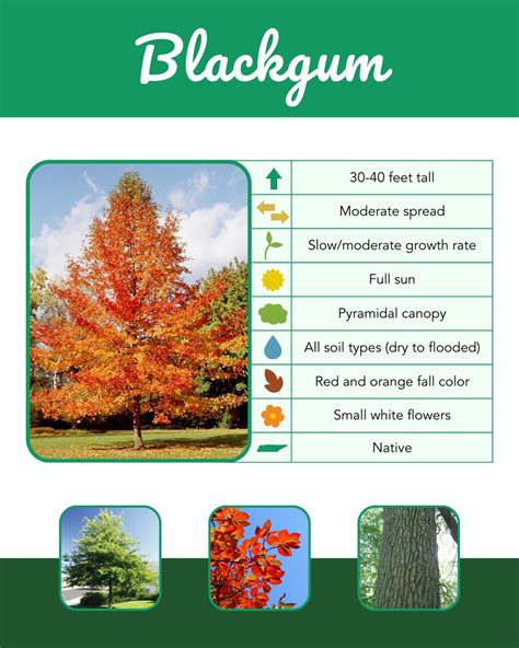 Root Announcing The First Tree Species That Will Be Available For