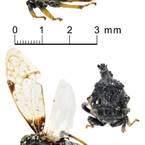 Hamma Simplex Gabon Ipassa Makokou M 500 0°3043n 12°4813e Download Scientific Diagram