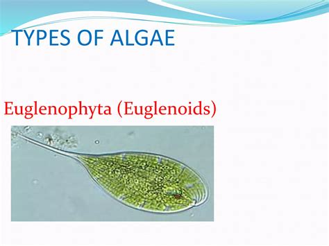 Algae Pptx Biological Sciences Science