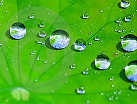 A Plant With Self Cleaning Leaves Michigan Metrology