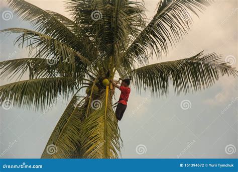 Gardener In Harness Climbing Up A Coconut Cocos Nucifera Palm Tree To