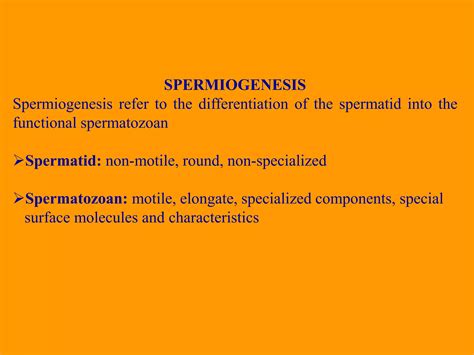 Spermatogenesis Pptx