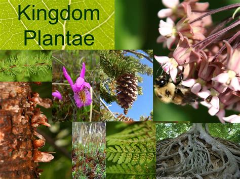 Plantae Kingdom