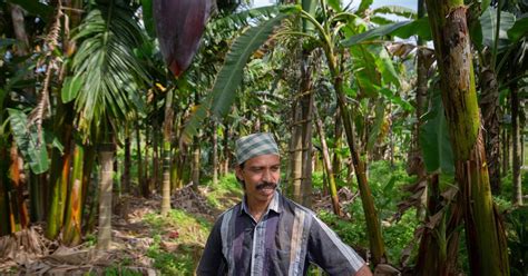 Kerala Banana Varieties Find Keen Takers Among A Handful Of Farmers