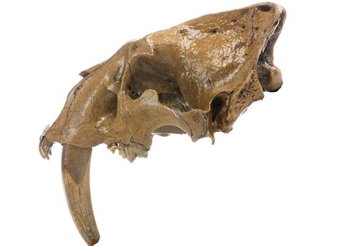 This Stunning Sabertooth Cat Skull Belonged To A Big Male That Died