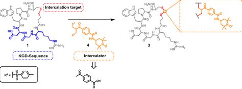 The Cyclic Structure And The Kgd Amino Acid Sequence Lys Gly Asp