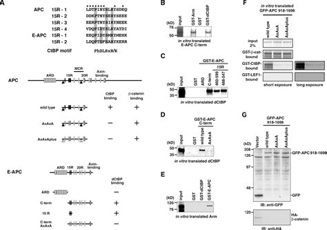 Figure 1 From The Apc Tumor Suppressor Binds To C Terminal Binding Protein To Divert Nuclear
