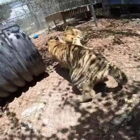 Tiger Cub Showdown Scrolller