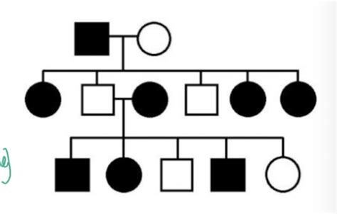 Genetics Lecture 5 Flashcards Quizlet