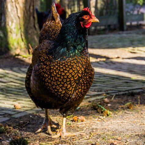 Barnevelder Chickens Fancy Dual Purpose Breed