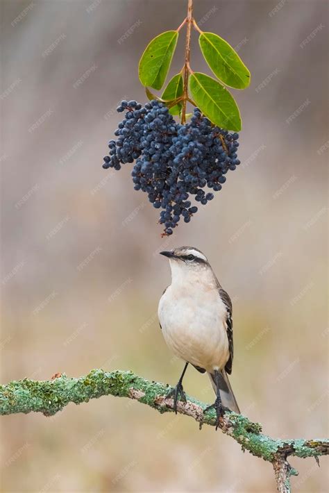 Premium Photo White Banded Mockingbird Patagonia Argentina