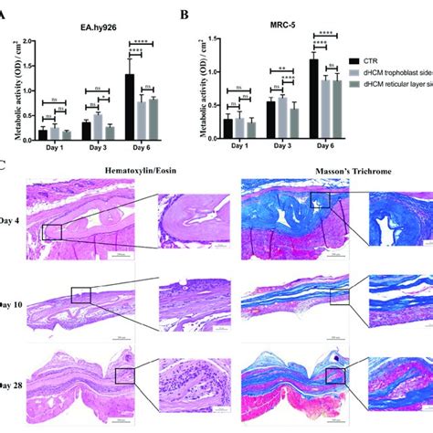 Human Chorion Membrane Decellularization Representative Transversal