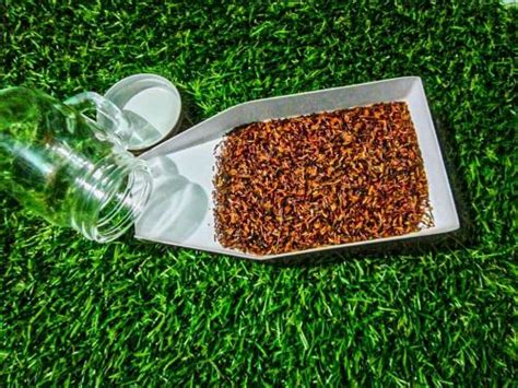 Roiboos Tea Leaf At ₹ 1900kg In Siliguri Id 2853471092162