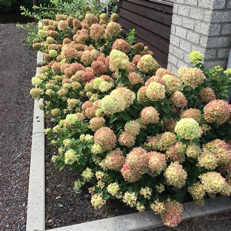 Dwarf Limelight Hydrangea