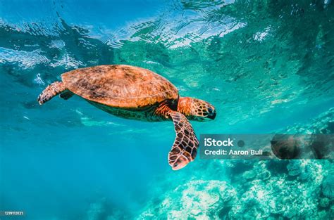 Green Sea Turtle Swimming Among Coral Reef Formations In Crystal Clear