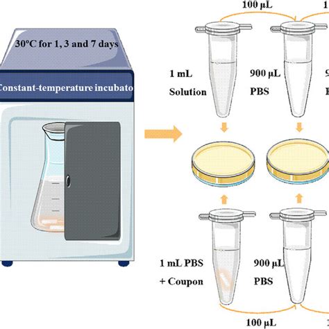 Schematic Diagram Displaying The Antibacterial Testing Experimental
