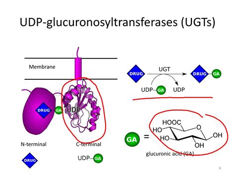 Ppt Comprehensive Overview Of Drug Metabolism Phase Ii Pathways