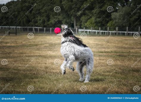 Black And White Cockapoo Chasing A Ball In A Field Stock Image Image Of Happy Cute 264000563